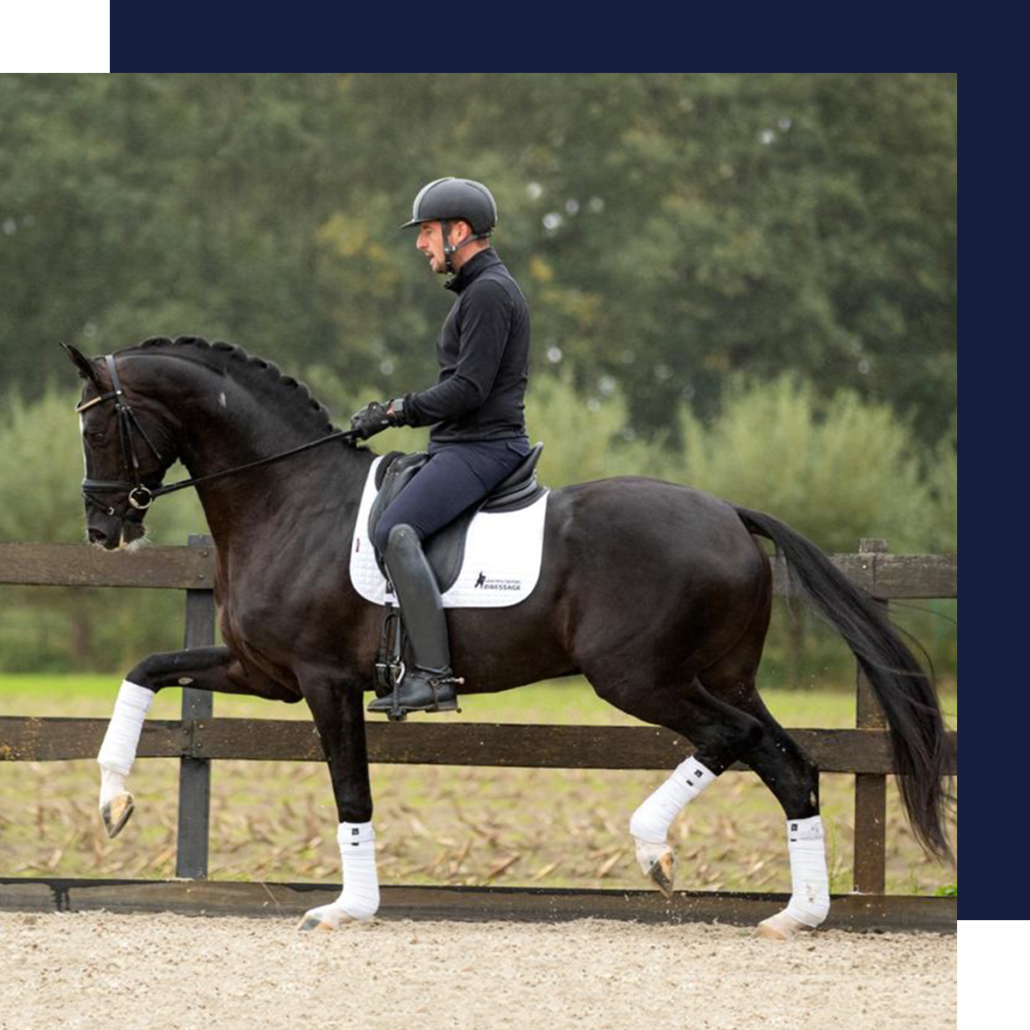 Van den Heuvel Dressage – Training en verkoop van dressuurpaarden